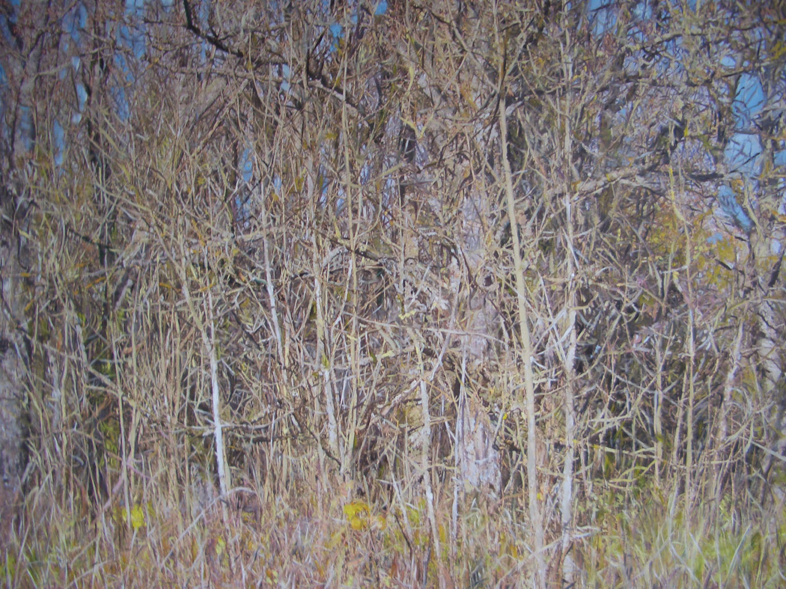 Waldszenen | Christa Mayrhofer